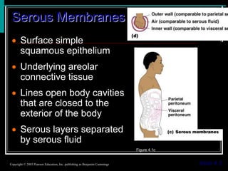 EPITHELIAL TISSUE Function and location PPT | PPT