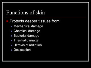 EPITHELIAL TISSUE Function and location PPT | PPT