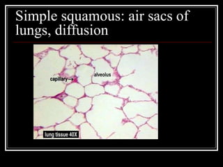 EPITHELIAL TISSUE Function and location PPT | PPT