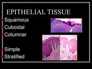 EPITHELIAL TISSUE Function and location PPT | PPT