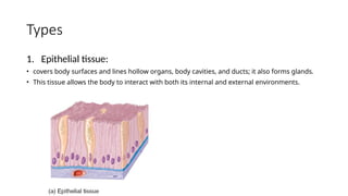 Epithelial tissue ppt. Fully detailed hhahabsh | PPT