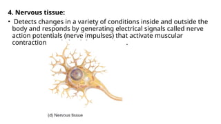 Epithelial tissue ppt. Fully detailed hhahabsh | PPT