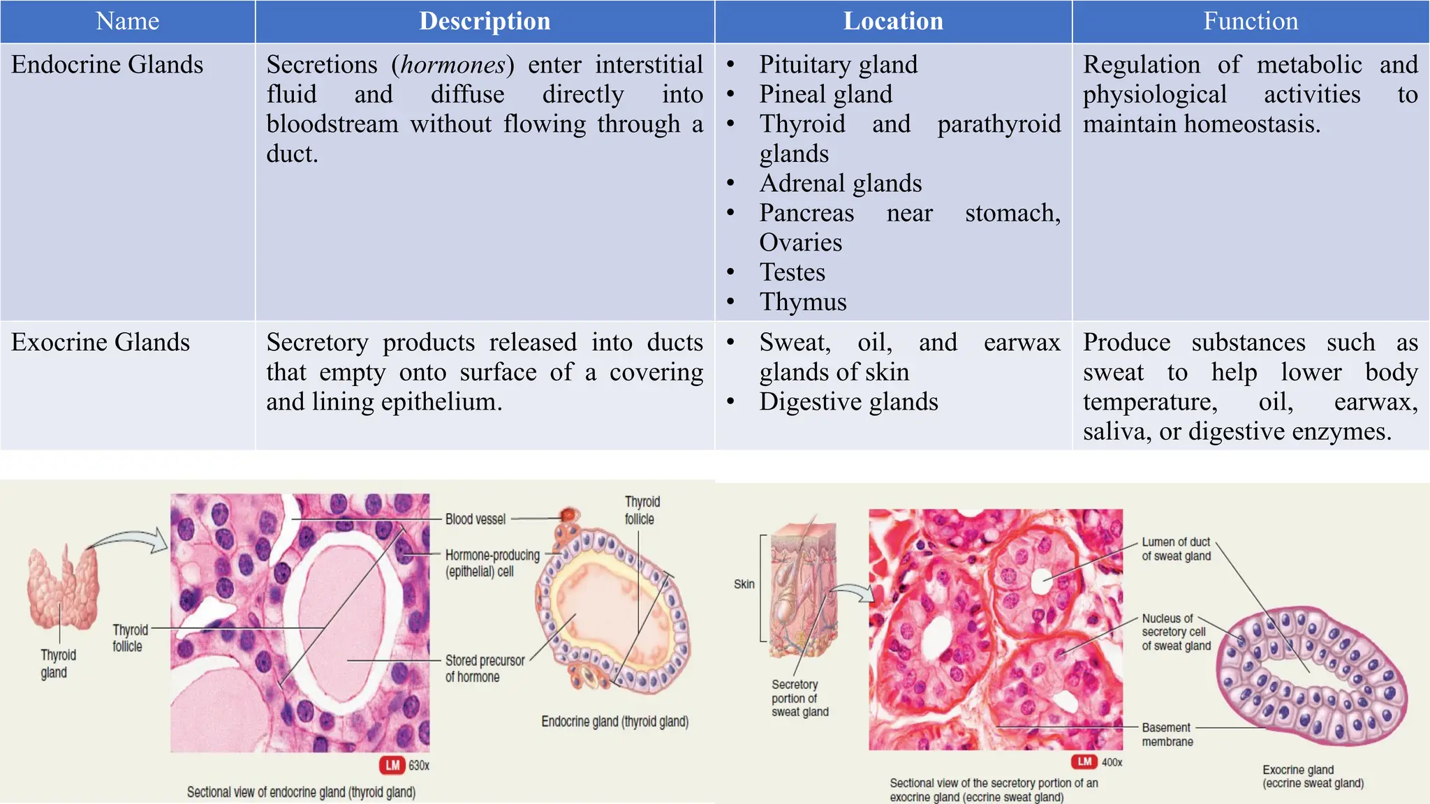 Epithelial tissue and their classification | PPTX