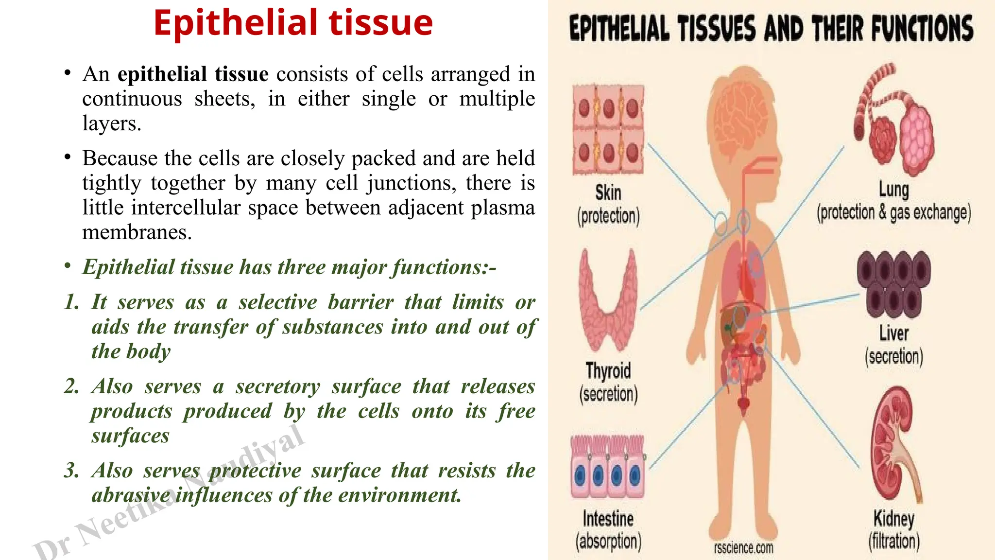 Epithelial tissue and their classification | PPTX