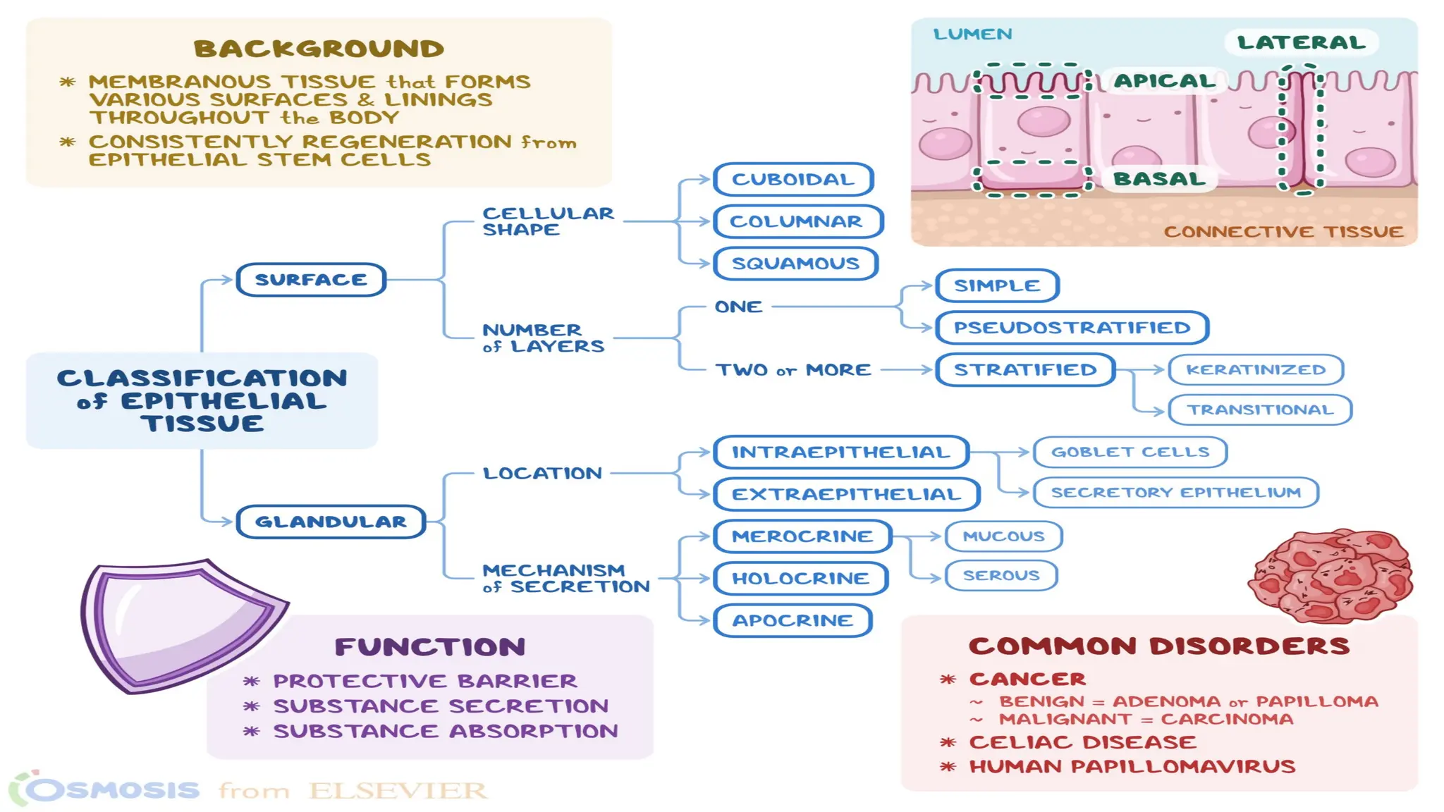 Epithelial tissue and their classification | PPTX