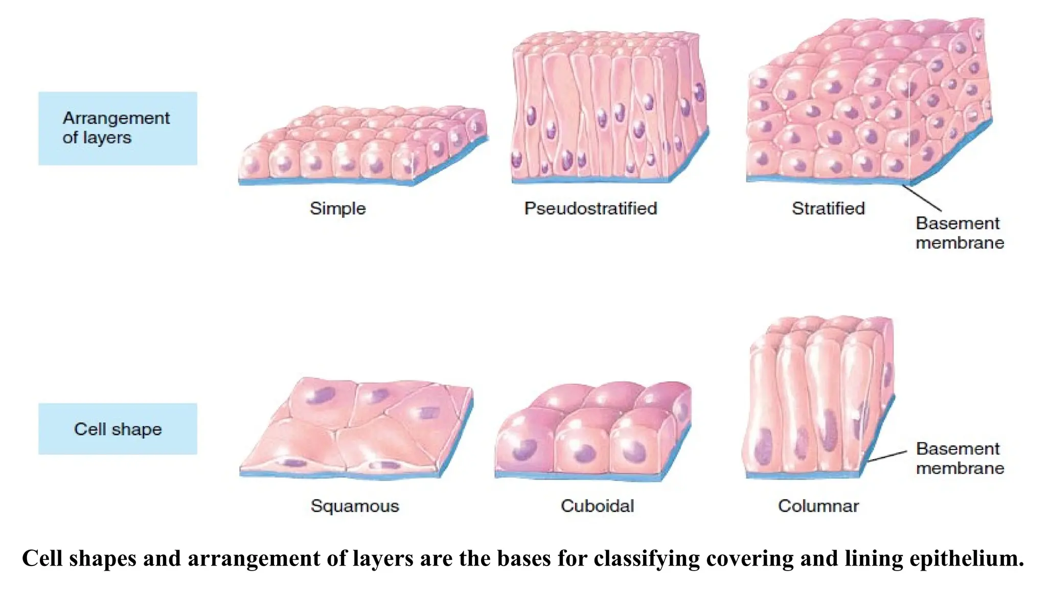 Epithelial tissue and their classification | PPTX