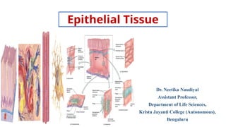 Epithelial tissue and their classification | PPTX