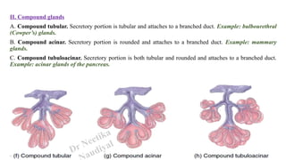 Epithelial tissue and their classification | PPTX