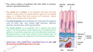 Epithelial tissue and their classification | PPTX
