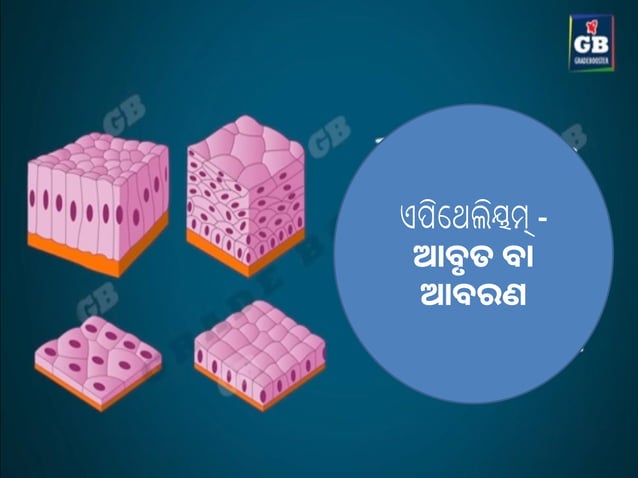 epithelial tissue types 9th tissue .pptx