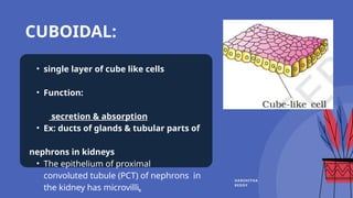 Epithelial tissue overview / Biology / ppt | PPTX