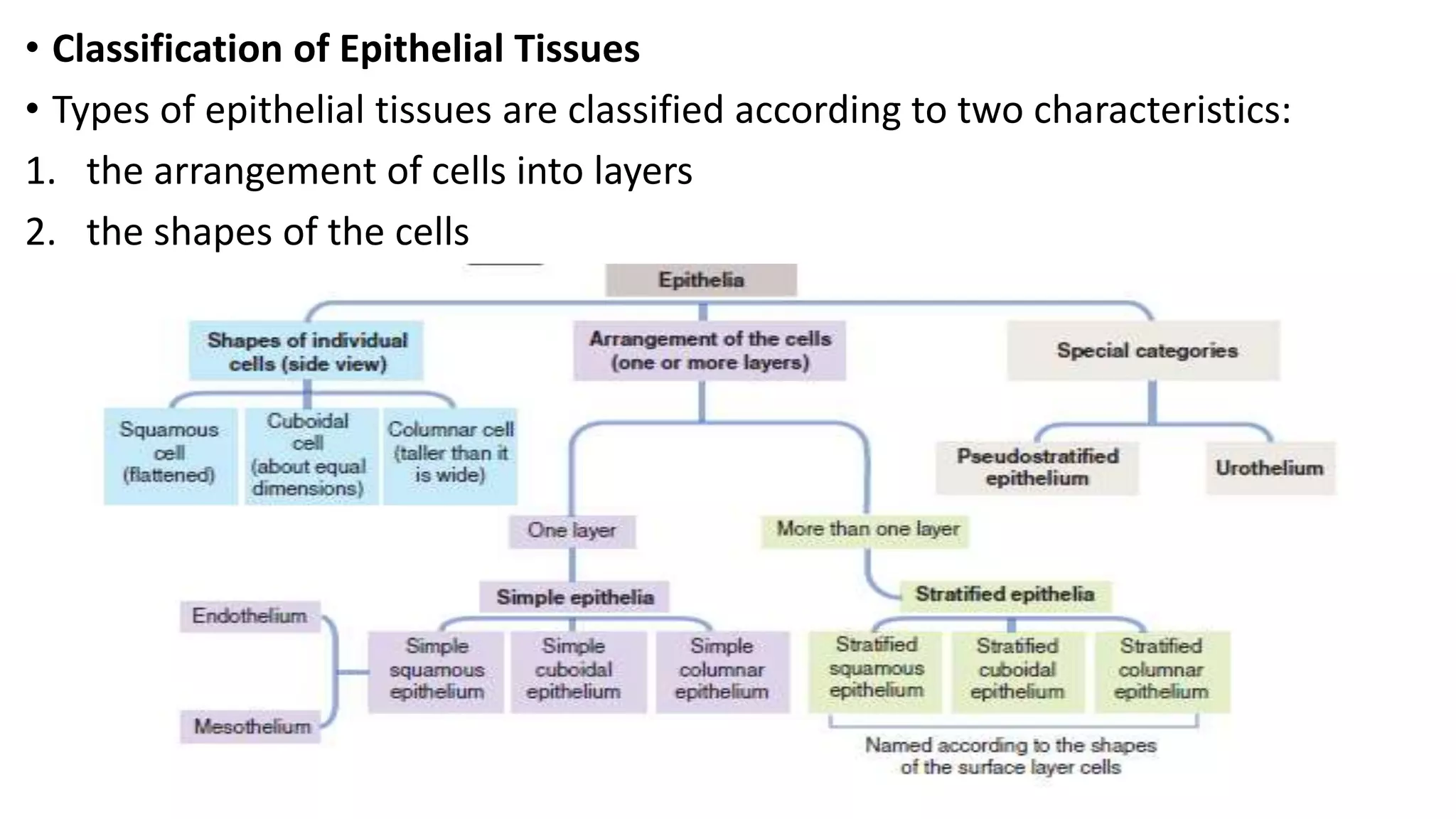 Epithelial Tissue - Copy.pptx
