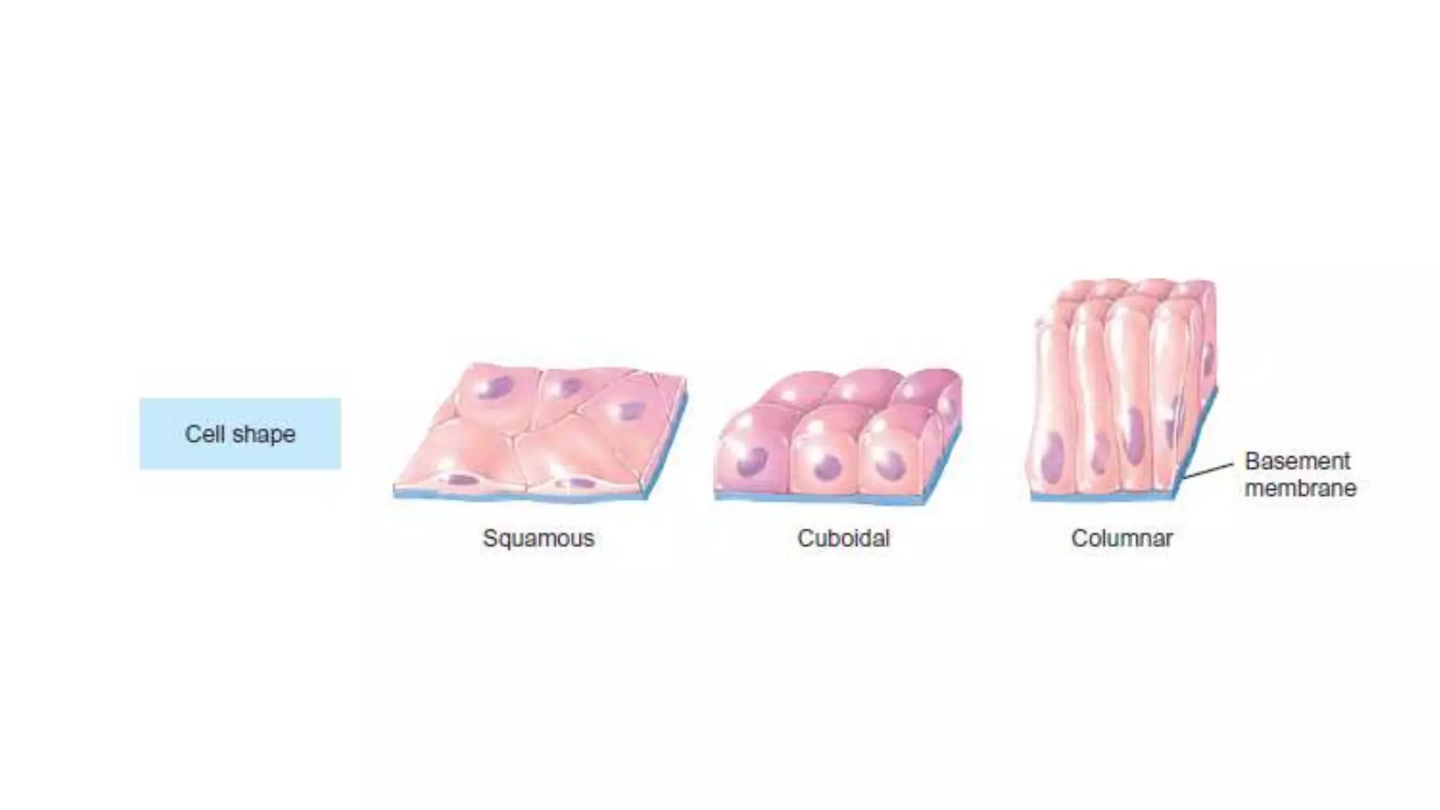 Epithelial Tissue - Copy.pptx