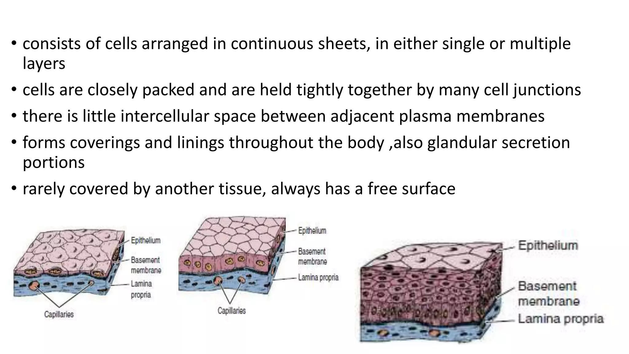 Epithelial Tissue - Copy.pptx