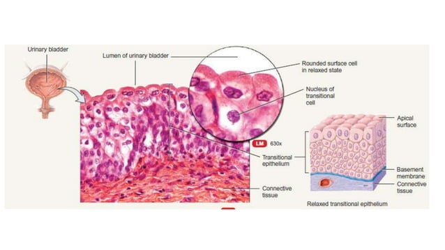 Epithelial Tissue - Copy.pptx