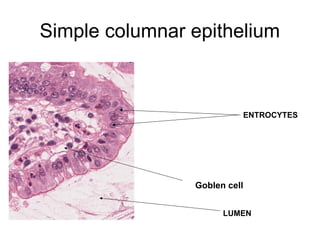 Epithelial tissue mahmood | PPT