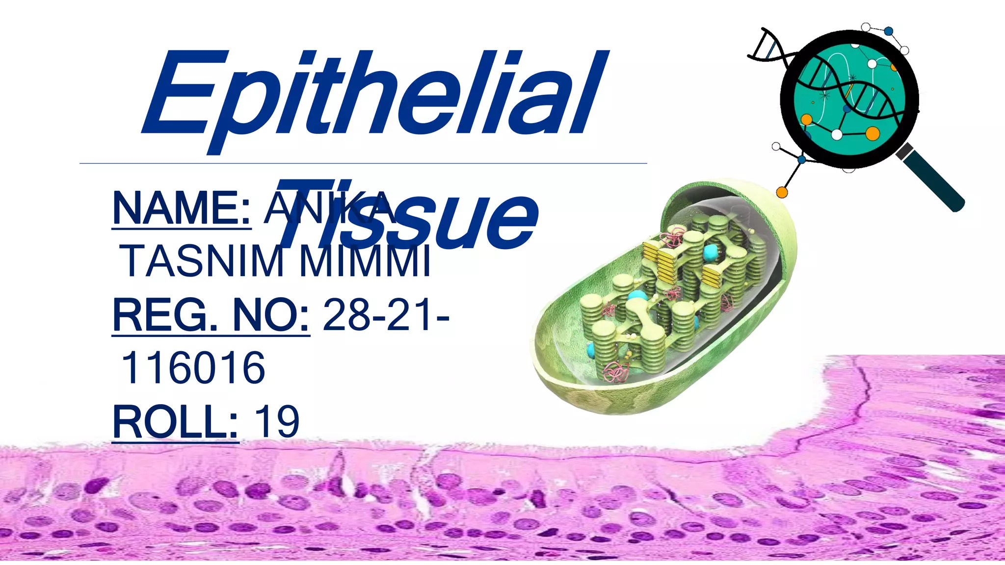 Epithelial tissue - Presentation - Tasnim Mimmi.pptx