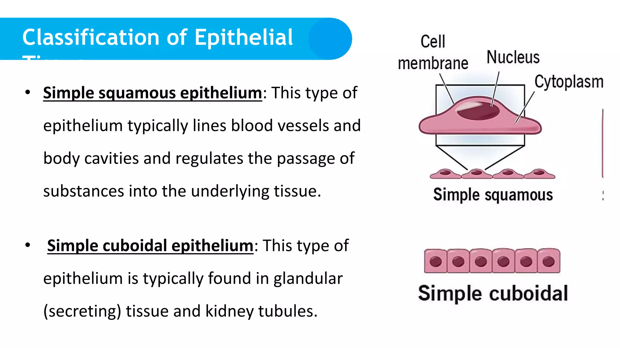 Epithelial tissue - Presentation - Tasnim Mimmi.pptx