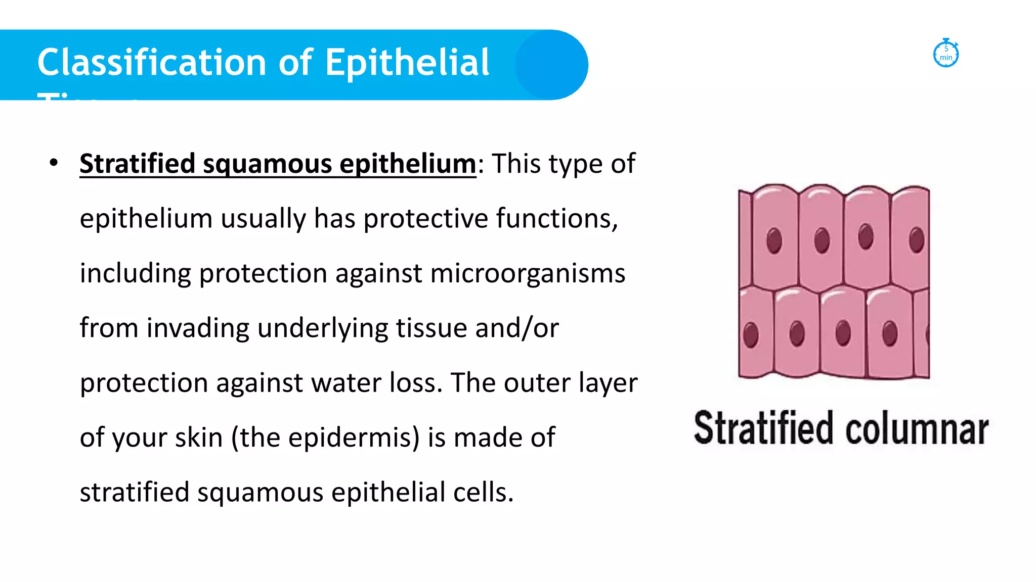 Epithelial tissue - Presentation - Tasnim Mimmi.pptx