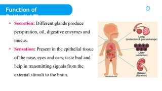 Epithelial tissue - Presentation - Tasnim Mimmi.pptx
