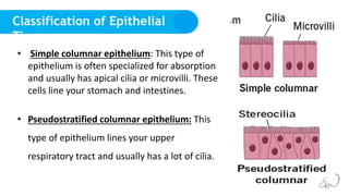 Epithelial tissue - Presentation - Tasnim Mimmi.pptx