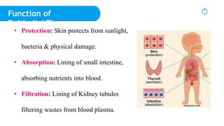 Epithelial tissue - Presentation - Tasnim Mimmi.pptx