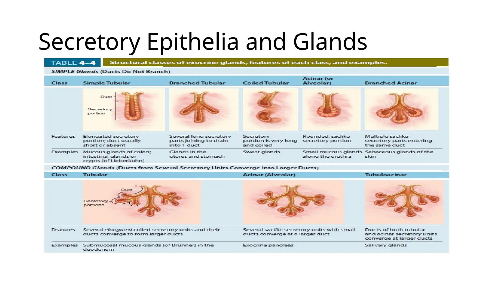HISTOLOGY - THE EPITHELIAL TISSUE LESSON FOR COLLEGE | PPTX