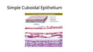 HISTOLOGY - THE EPITHELIAL TISSUE LESSON FOR COLLEGE | PPTX