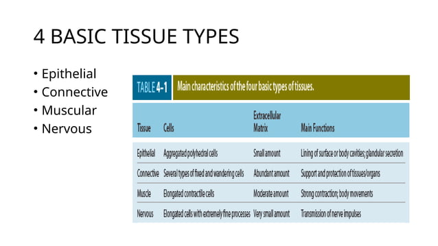 HISTOLOGY - THE EPITHELIAL TISSUE LESSON FOR COLLEGE | PPTX