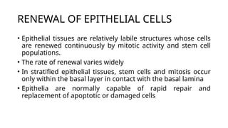 HISTOLOGY - THE EPITHELIAL TISSUE LESSON FOR COLLEGE | PPTX