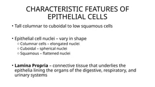 HISTOLOGY - THE EPITHELIAL TISSUE LESSON FOR COLLEGE | PPTX