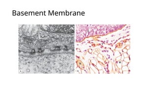 HISTOLOGY - THE EPITHELIAL TISSUE LESSON FOR COLLEGE | PPTX