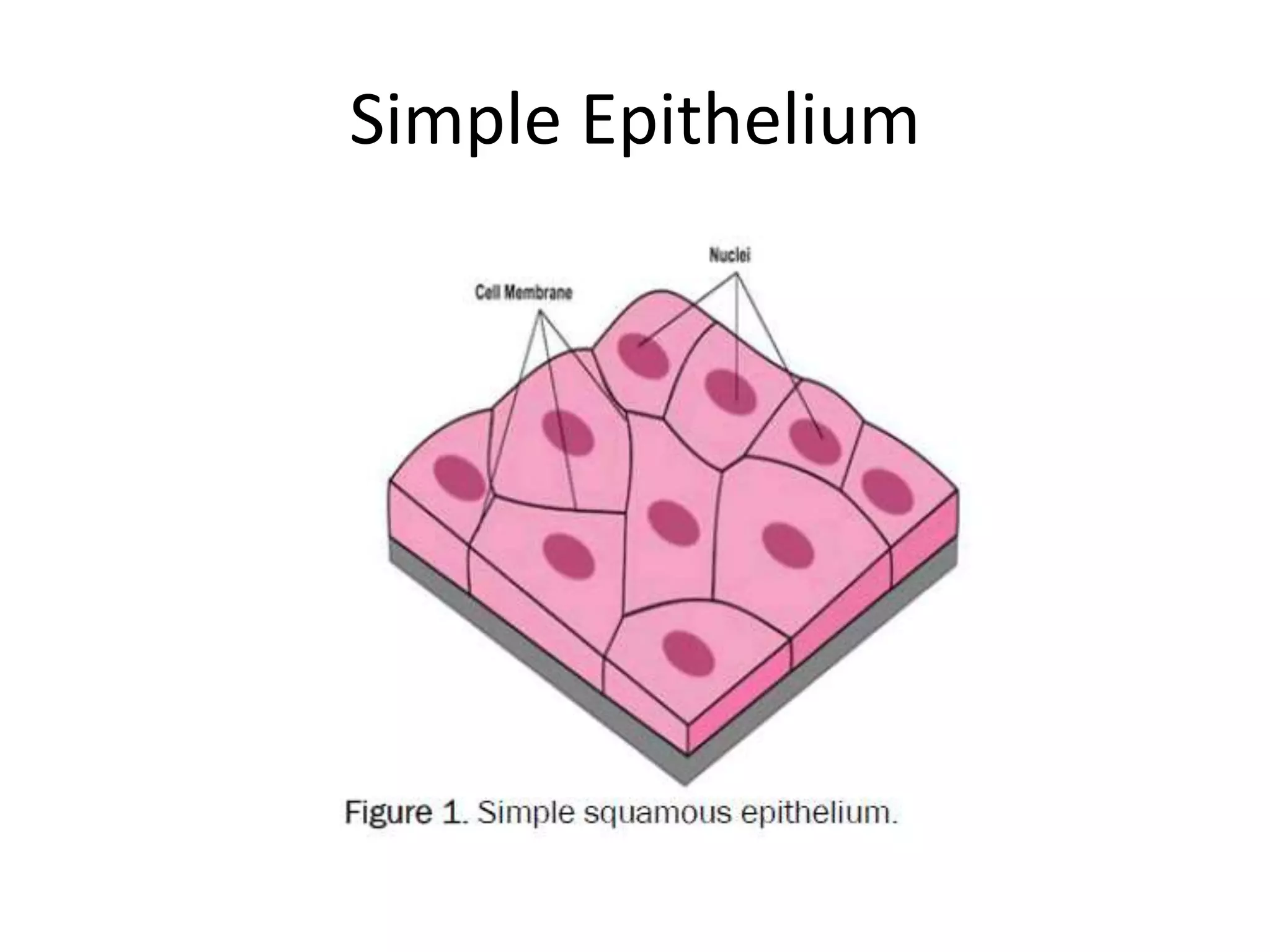 Epithelial Tissue 2.pptx