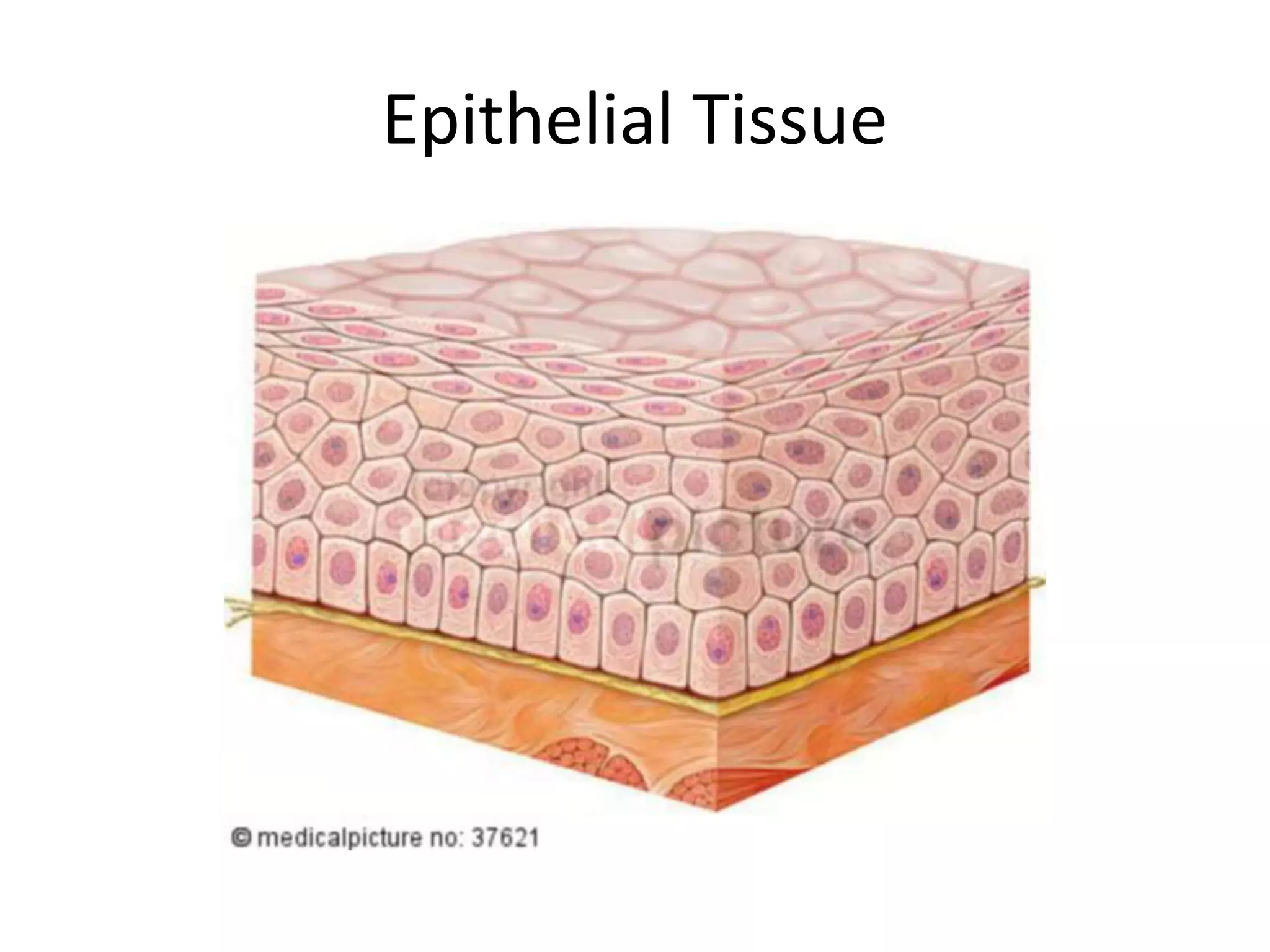 Epithelial Tissue 2.pptx