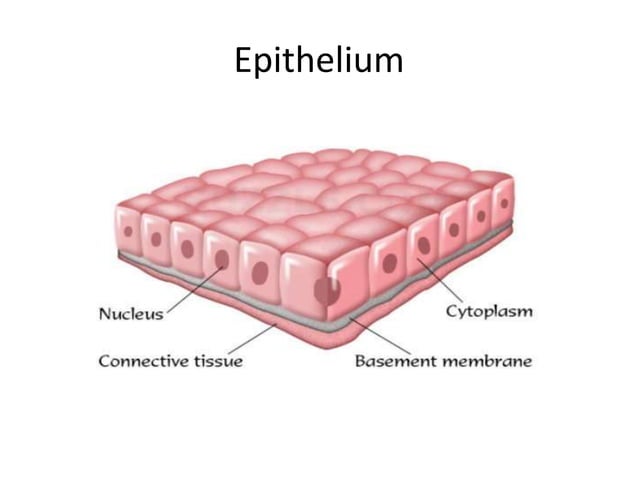 Epithelial Tissue 2.pptx
