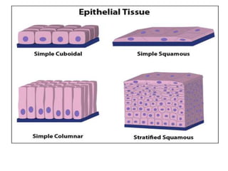Epithelial Tissue 2.pptx