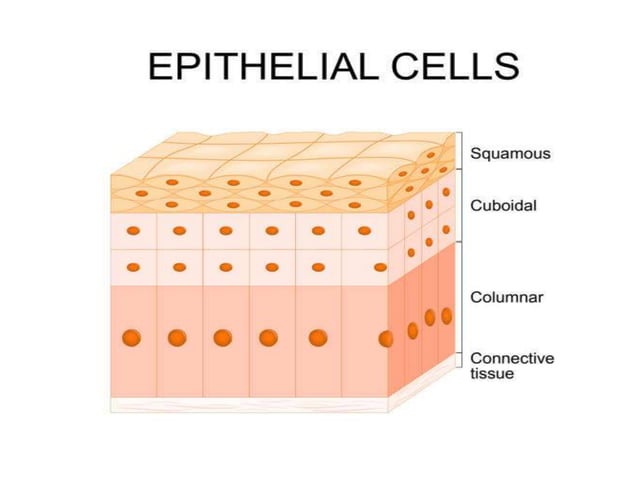 Epithelial Tissue 2.pptx