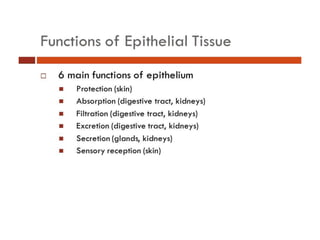 Epithelial Tissue Function
