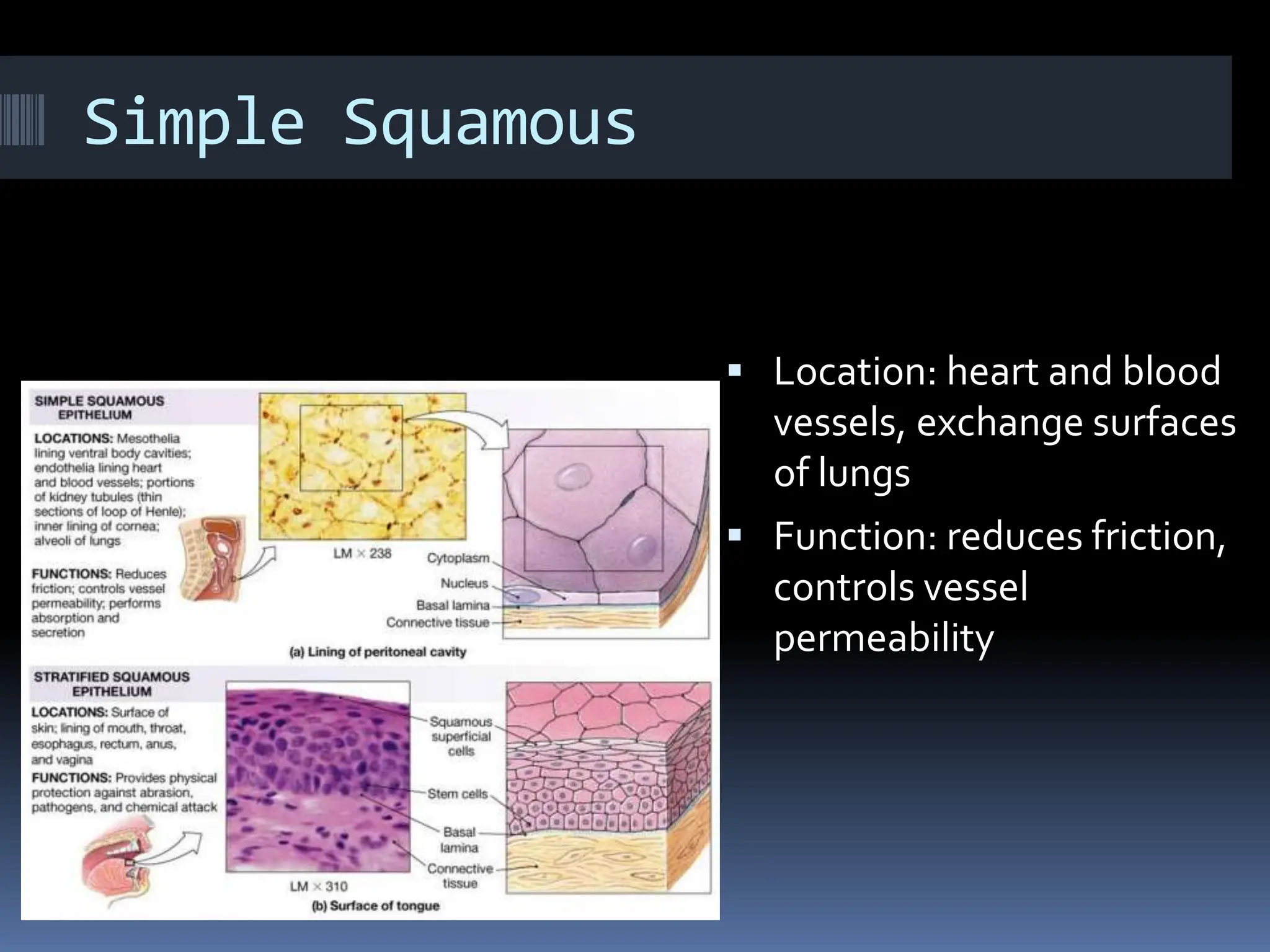 Epithelial Tissue in human anatomy at university | PPT