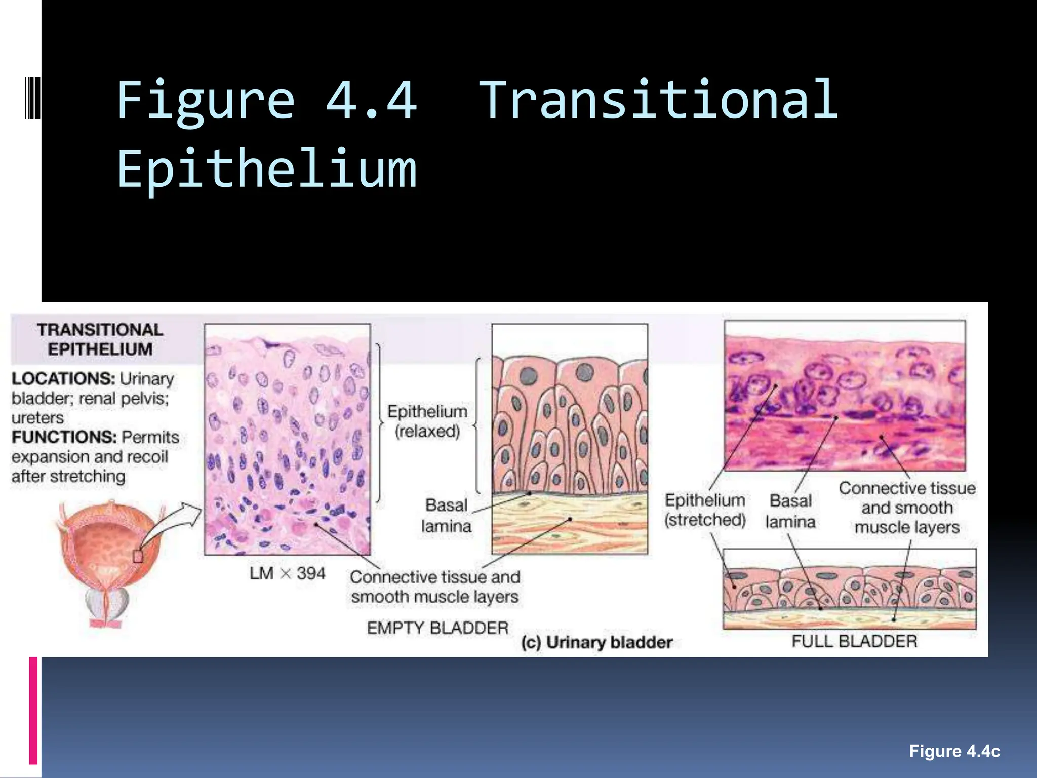 Epithelial Tissue in human anatomy at university | PPT