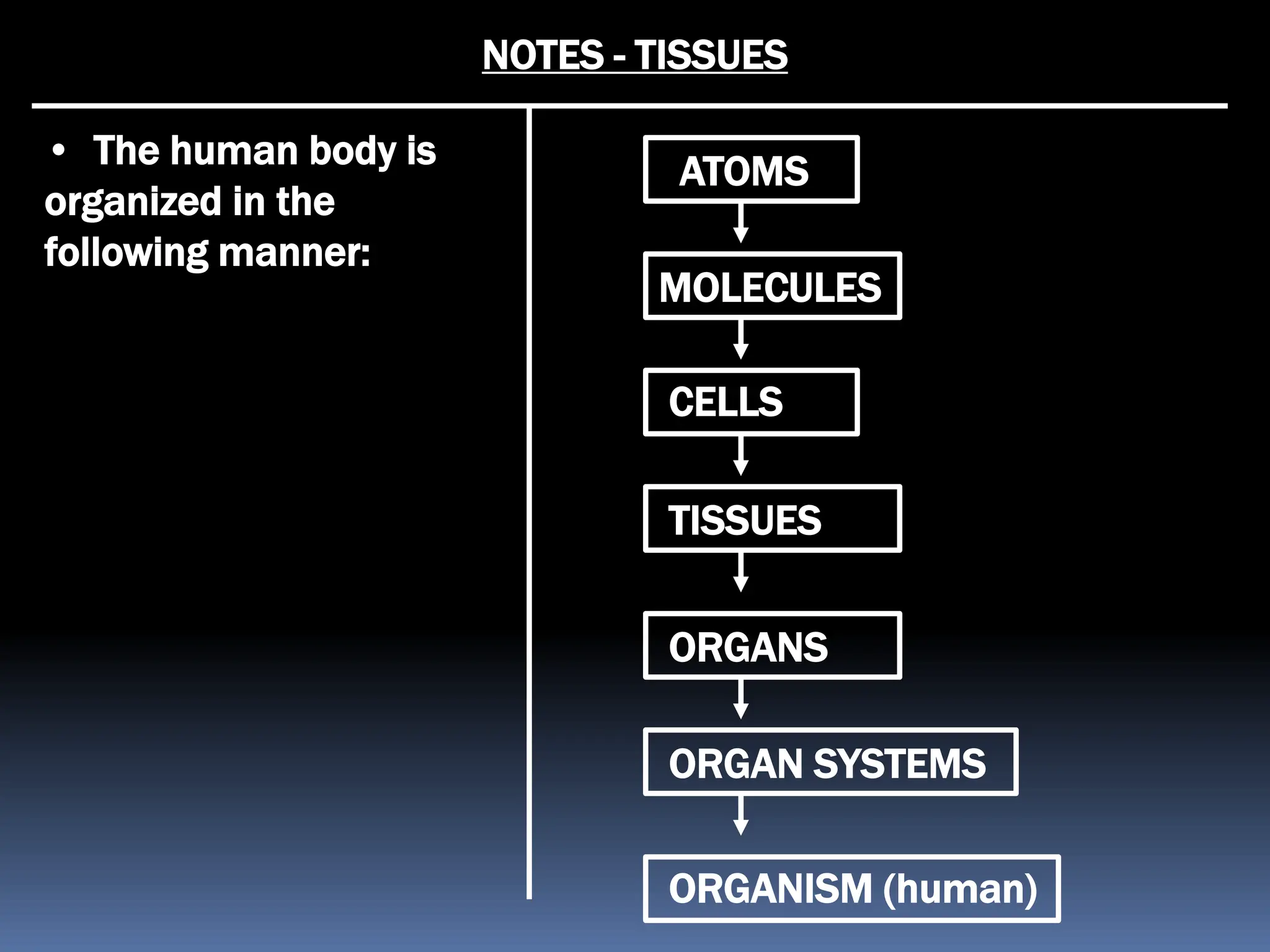 Epithelial Tissue in human anatomy at university | PPT