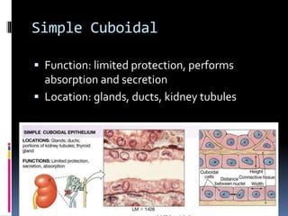 Epithelial Tissue in human anatomy at university | PPT