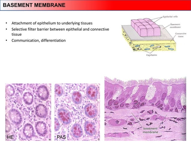 EPITHELIAL_TISSUE_ENG_2018.pdf