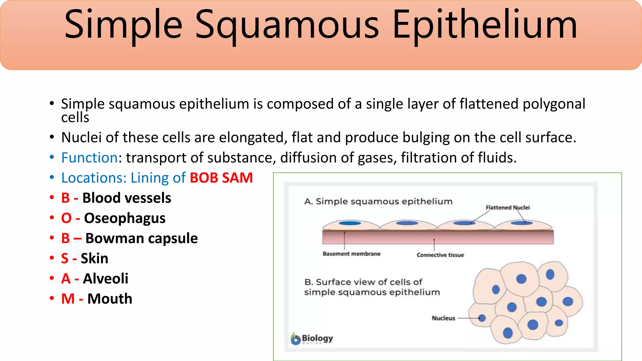 epithelial tissue histology ppt.pptx