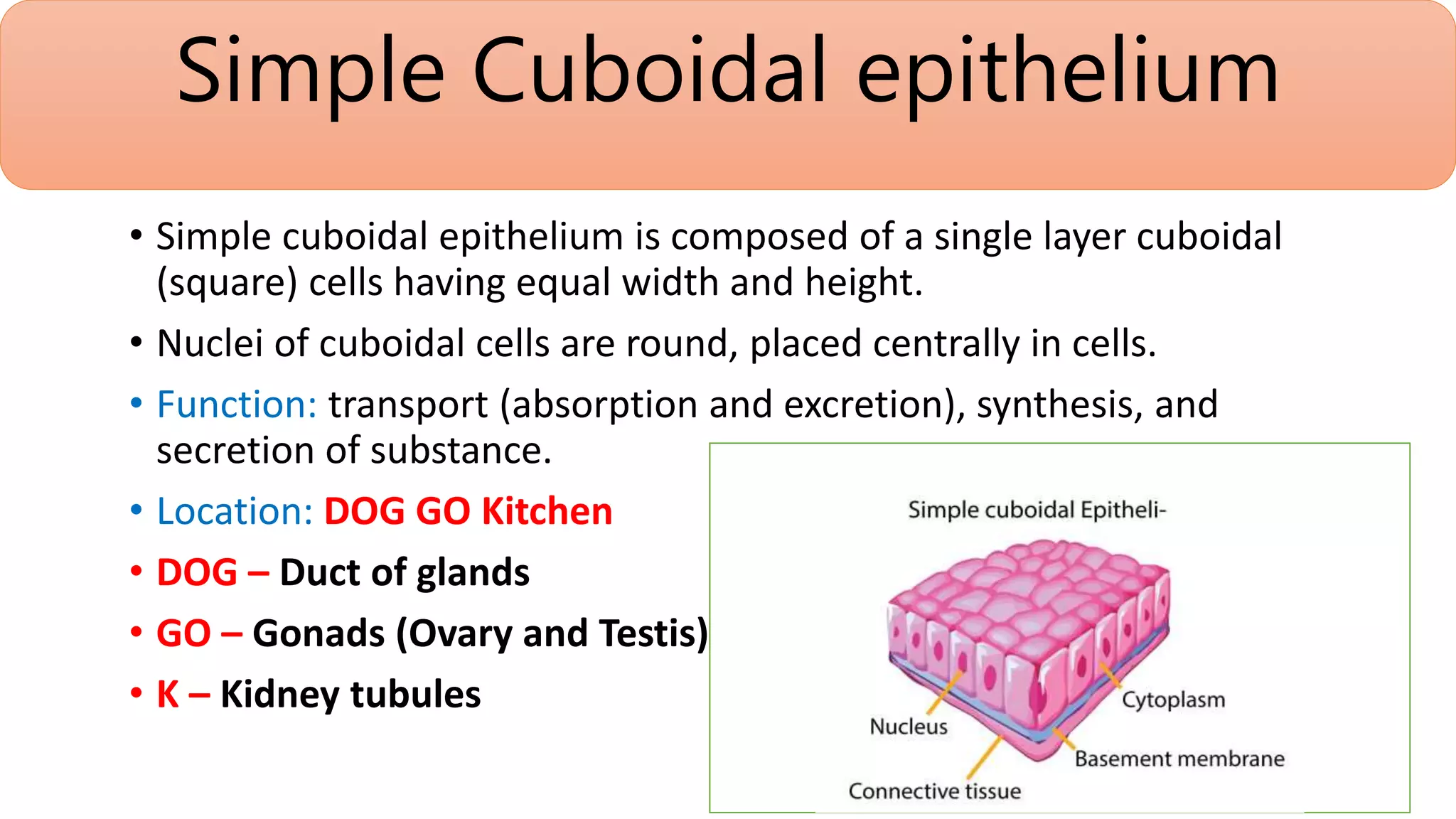 epithelial tissue histology ppt.pptx
