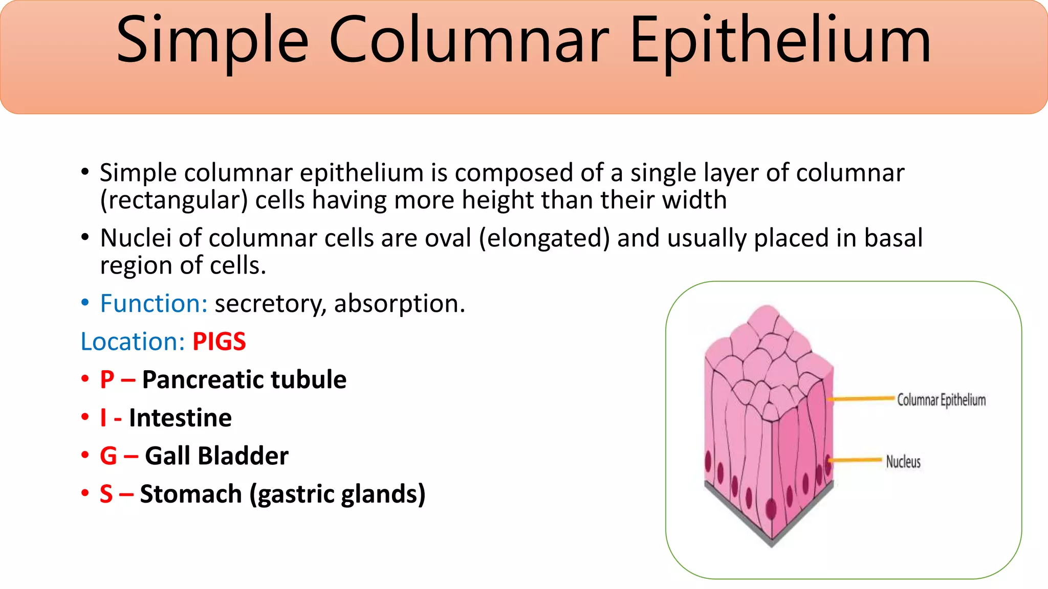 epithelial tissue histology ppt.pptx
