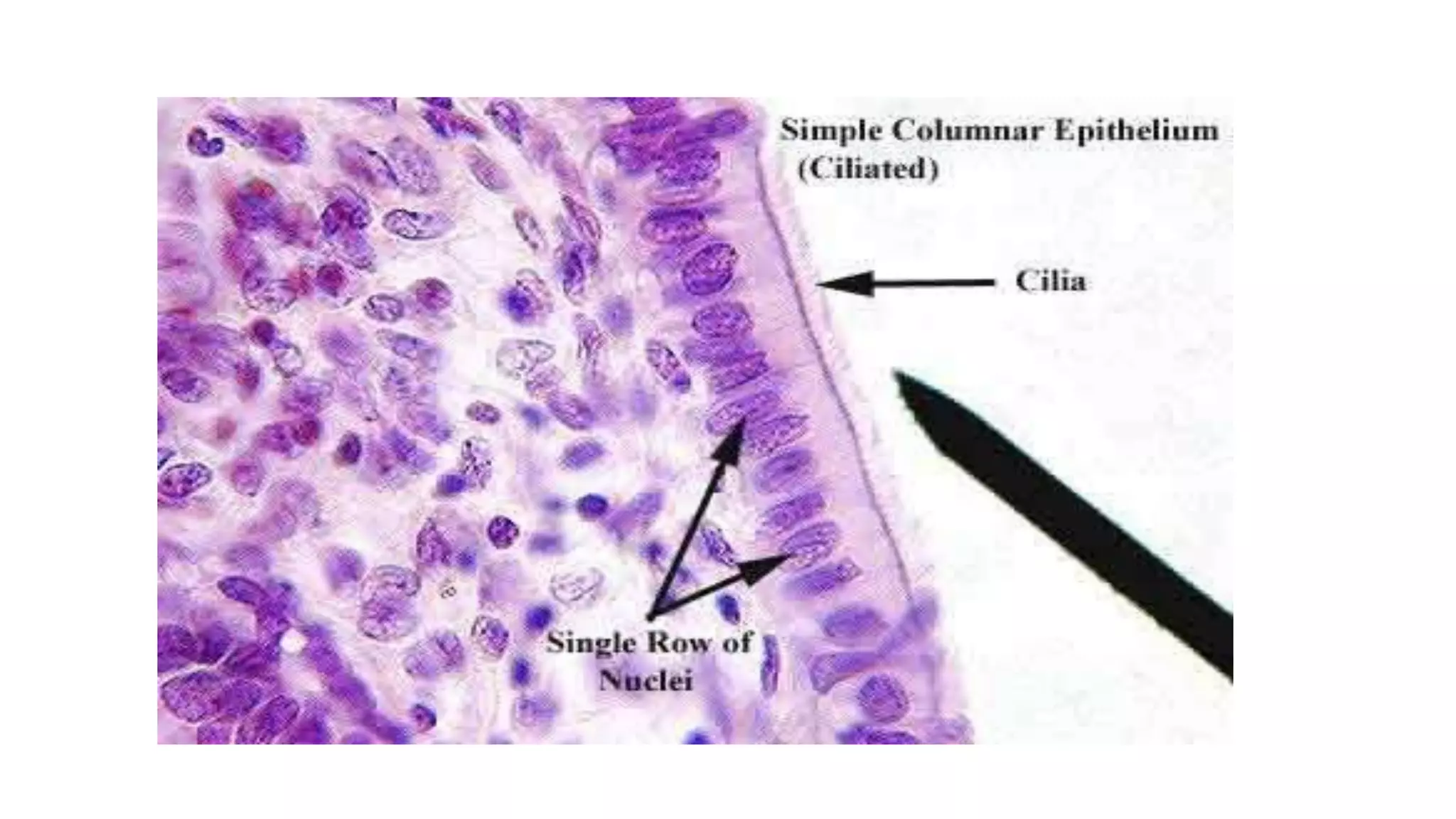 epithelial tissue histology ppt.pptx