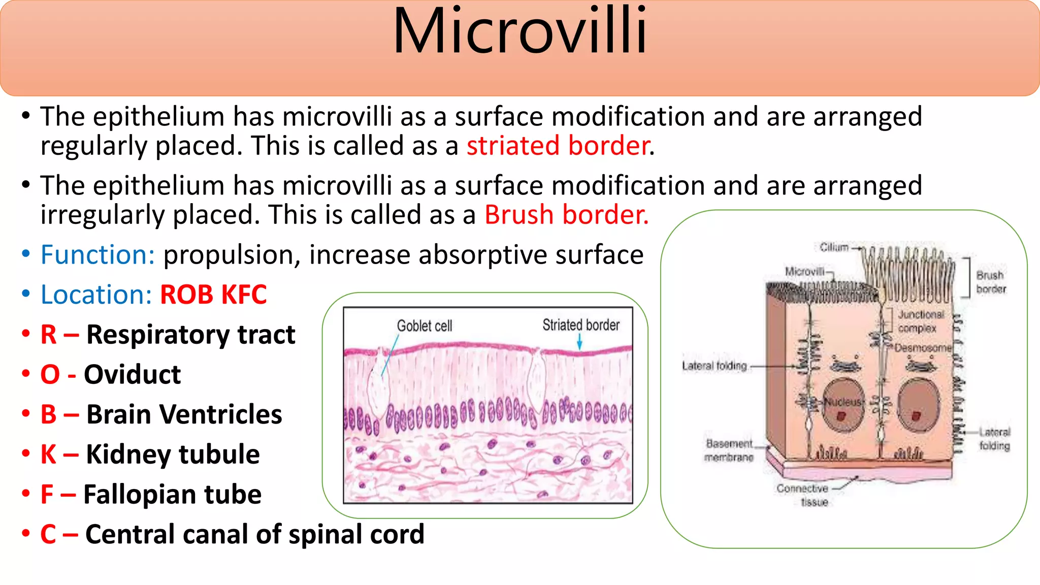 epithelial tissue histology ppt.pptx