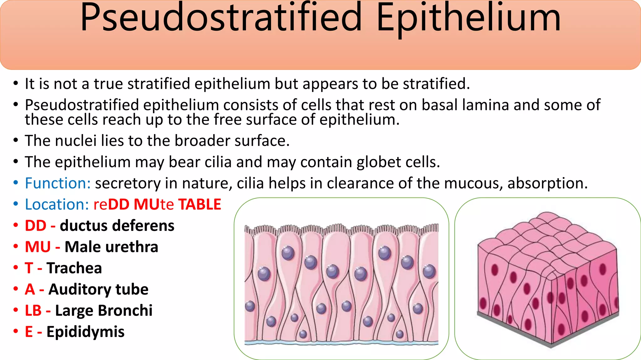 epithelial tissue histology ppt.pptx