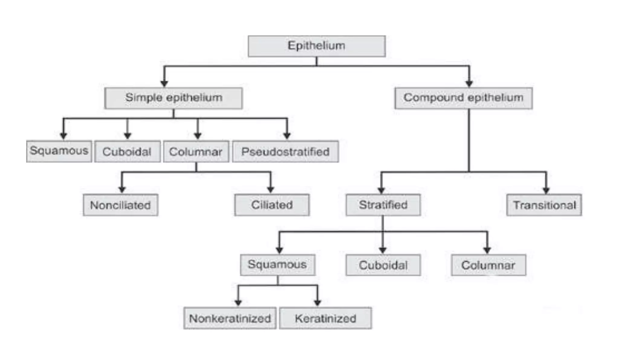epithelial tissue histology ppt.pptx